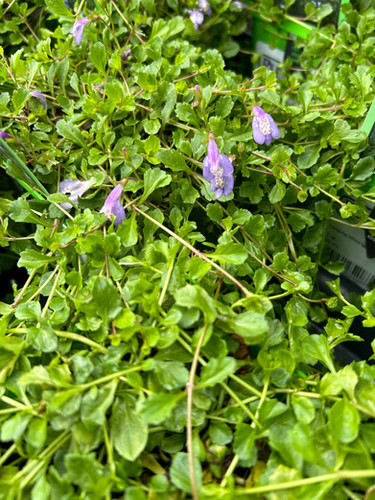 Mazus reptans - Creeping Blue Mazus | Plumline