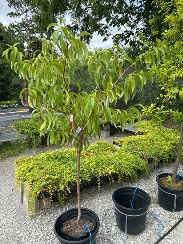 Prunus persica 'Redhaven' - Red haven Peach (Semi-Dwarf) | Plumline