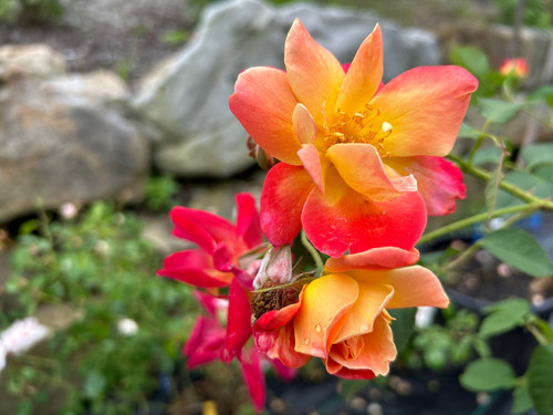 Rosa 'Joseph's Coat' - Joseph's Coat Climbing Rose | Plumline