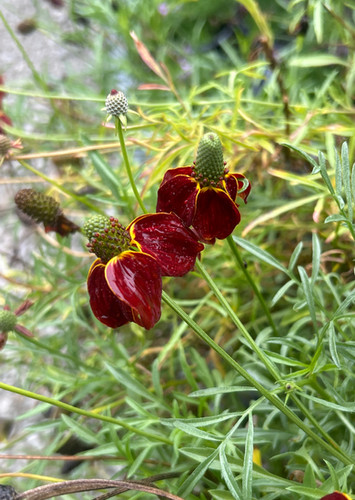 Ratibida columnifera 'Red Midget' - Red Midget Mexican Hat | Plumline