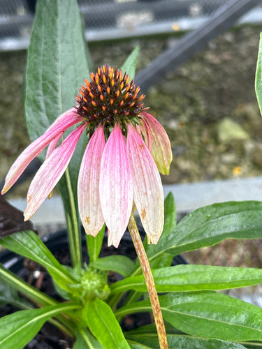 Echinacea 'Pretty Parasols' - Pretty Parasols Coneflower | Plumline