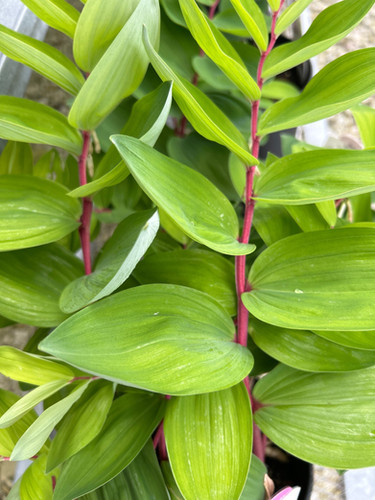 Polygonatum odoratum 'Ruby Slippers' - Ruby Slippers Solomon Seal ...