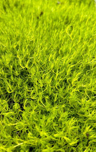 Sagina 'Scotch Moss' - Scotch Moss | Plumline