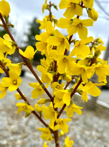 Forsythia x intermedia 'Show Off' - Show Off Forsythia | Plumline