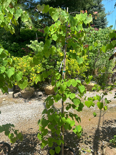 Cercis canadensis 'Cascading Hearts' - Cascading Hearts Weeping Redbud ...