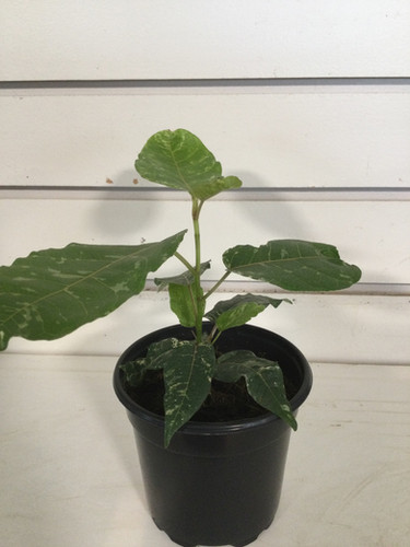 Clown Fig - Ficus aspera | Plumline
