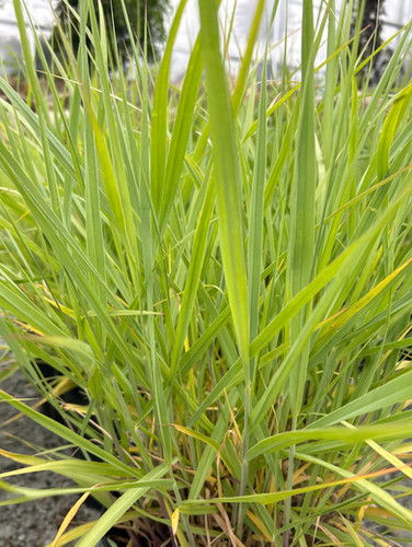 Panicum virgatum 'Cloud Nine' - Cloud Nine Switch Grass | Plumline