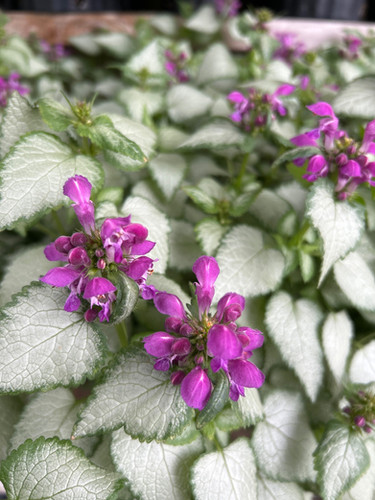 Lamium maculatum 'Beacon Silver - Beacon Silver Dead Nettle | Plumline