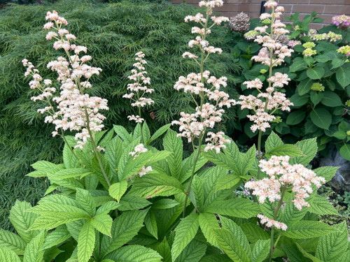 Rodgersia aesculifolia - Fingerleaf Rodgersia | Plumline