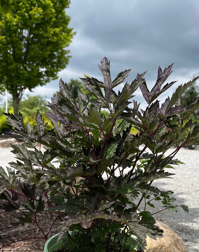 Actaea 'Hillside Black Beauty' Bugbane (Cimicifuga ramosa) | Plumline