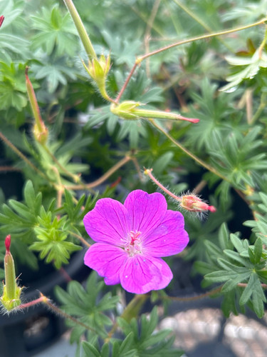 Geranium sanguineum ' New Hampshire Purple' | Plumline