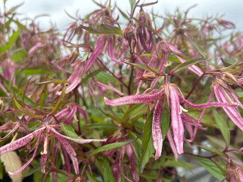 Campanula 'Pink Octopus' - Pink Octopus Bellflower | Plumline