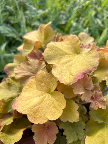 Caramel Coral Bells - Heuchera 'Caramel' | Plumline