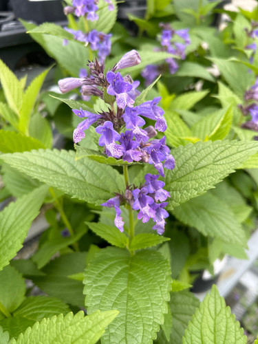 Blue Prelude Catmint - Nepeta Subsessilis 'Blue Prelude' | Plumline