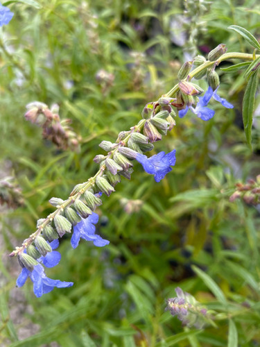 Salvia azurea - Azure Blue Pitcher Sage | Plumline
