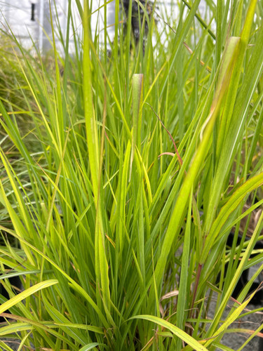 Miscanthus 'Purpurascens' - Flame Grass | Plumline