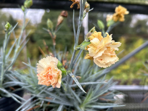 Dianthus Premier 'Hello Yellow' - Hello Yellow Dianthus | Plumline