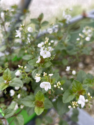 Veronica 'Whitewater' - Whitewater Speedwell | Plumline