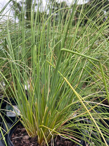 Juncus inflexus 'Blue Arrows' - Blue Arrows Rush | Plumline