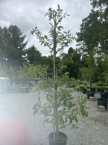 Malus domestica 'Gravenstein' - Apple (Semi-Dwarf) | Plumline