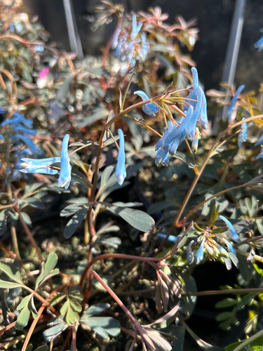 Corydalis flexuosa ' Porcelain Blue' - Porcelain Blue Fumewort | Plumline