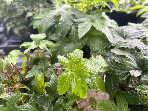 Filipendula purpurea 'Elegans' - Meadowsweet | Plumline