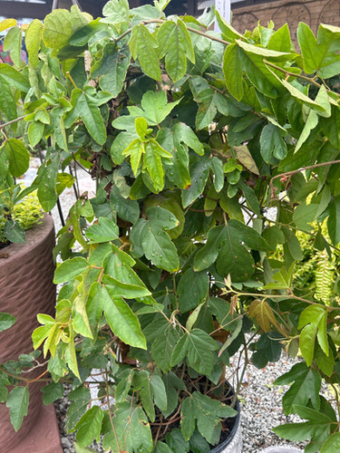 Red Passion Vine - Passiflora racemosa | Plumline
