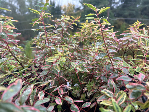 Hypericum m. 'Tricolor' - Tricolor St. John's Wort | Plumline
