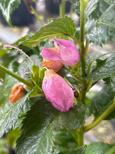 Chelone 'Tiny Tortuga' - Tiny Tortuga Turtlehead | Plumline