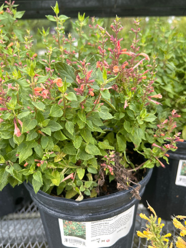 Agastache x aurantiaca 'Tango' - Tango Hyssop - Hummingbird Mint | Plumline