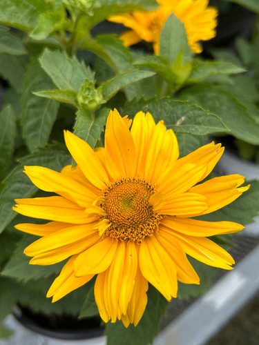 Heliopsis 'Tuscan Gold' - False Sunflower | Plumline