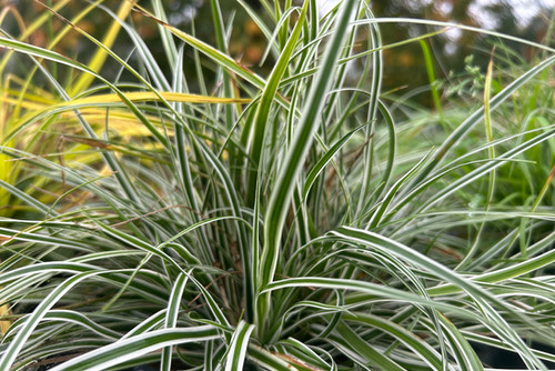Carex oshimensis evercolor 'Everest' - Everest Sedge Grass | Plumline