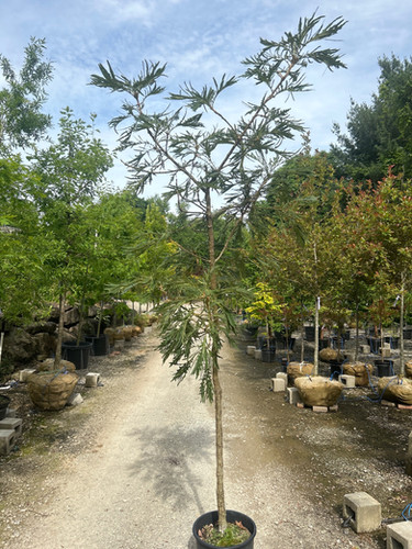 Quercus dentata 'Pinnatifida' - Cut-Leaf Japanese Emperor Oak | Plumline