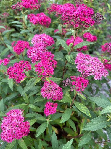 Spiraea japonica 'Neon Flash' - Neon Flash Spirea | Plumline