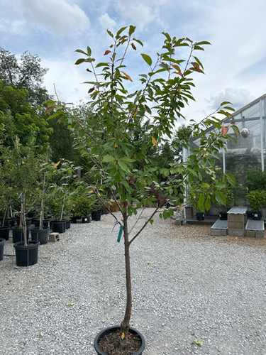 Prunus avium 'Bing' - Sweet Cherry (Semi-Dwarf) | Plumline