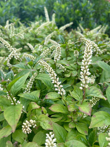 Itea virginica 'Fizzy Mizzy' - Fizzy Mizzy Sweetspire | Plumline