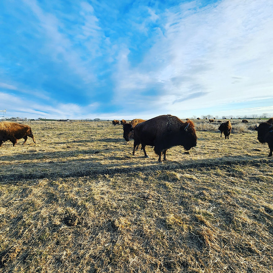 Home | BROWN'S BUFFALO RANCH