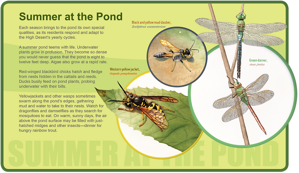 High Desert Museum interpretive signage artwork