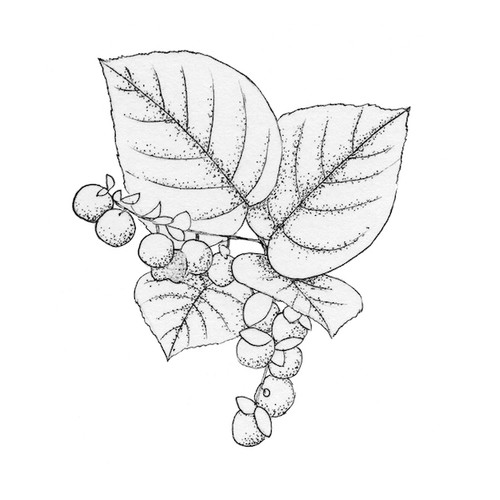 Introduction to Botanical Art: Drawing botanical shapes | Nora Sherwood Art