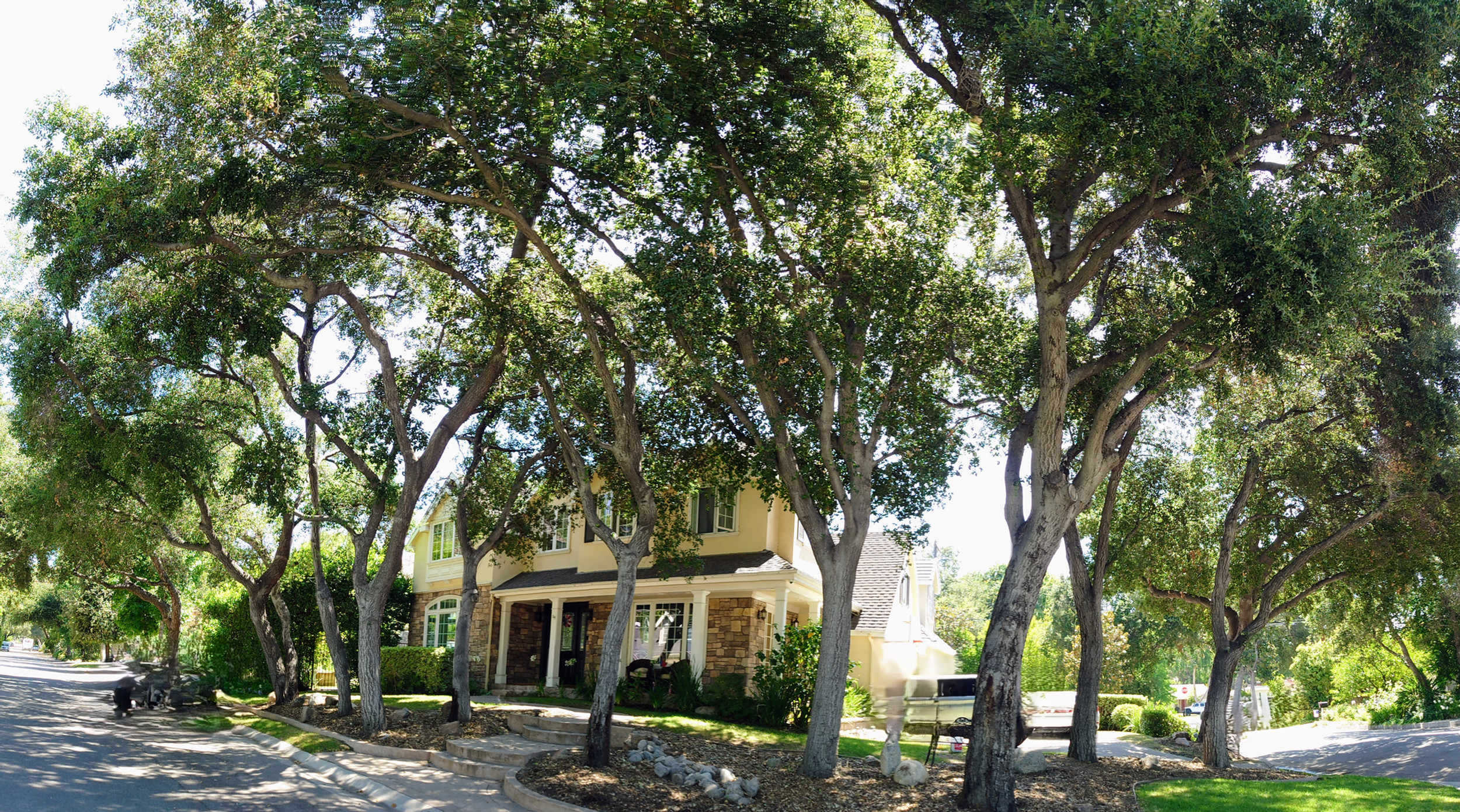 Professional Tree Consulting Services in Los Angeles | CDArend ...
