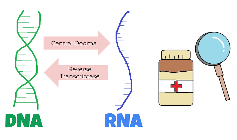What is Reverse Transcription?