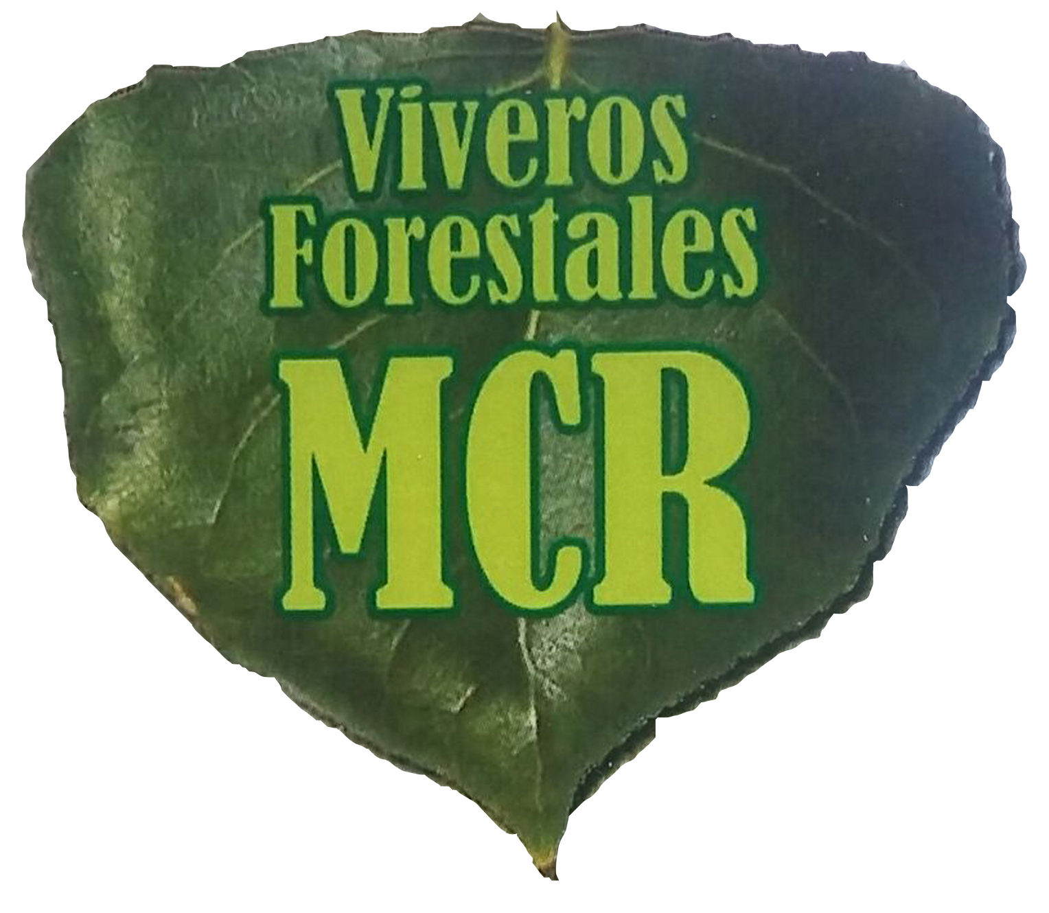 El cultivo del Chopo | viveroplantasdechopo