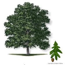 White Oak, 3 Gallon Pots | Kishwauketoe Nature Conservancy