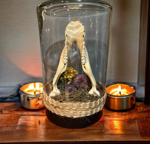 Glass jaw | SpookyCreations