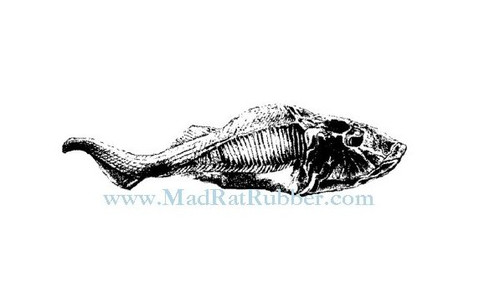 V627 Cephalaspis Fossil Fish | madratrubber