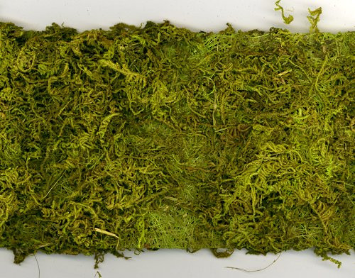 Moss Vine | madratrubber