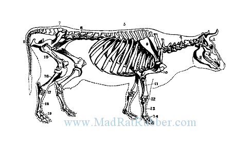 V35 Cow Skeleton | madratrubber
