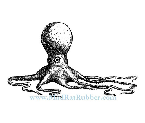 V640 One Eyed Octopus | madratrubber