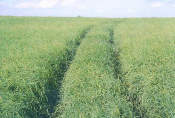 Custom Sprigging | Jasik Farms, LLC