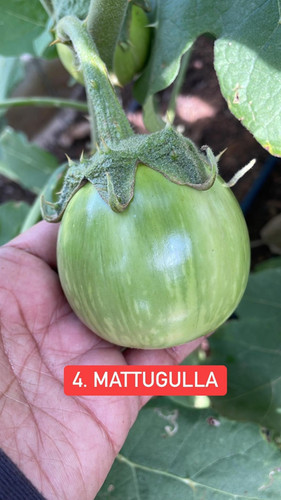 UDUPI MATTU GULLA EGGPLANT/WE4 | Bokashi Mart